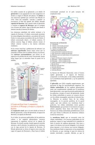 Organización del sistema urinario | PDF