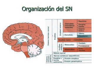 Organización del SNC | PPT