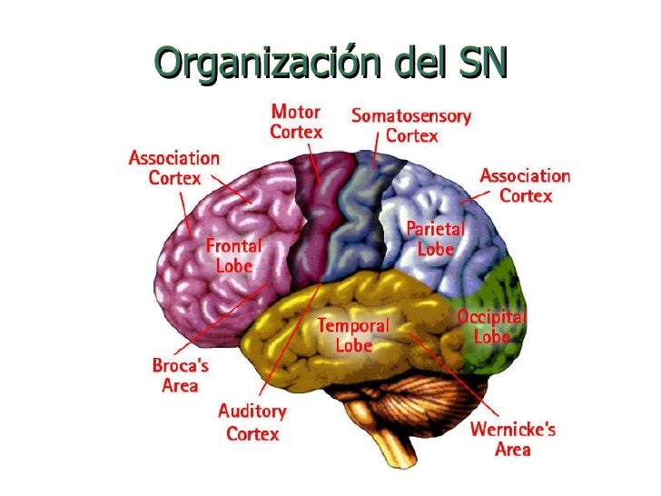 Organización del SNC