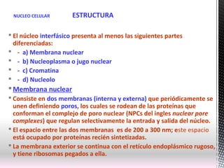 Organizacion celular la celula | PPT