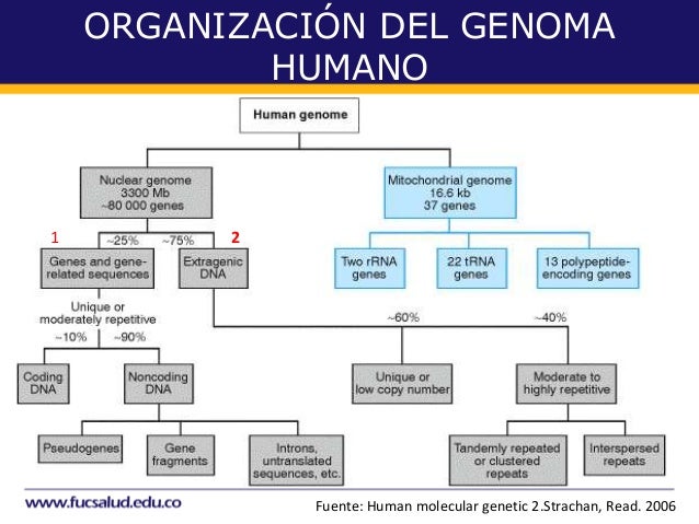 ORGANIZACION DEL GENOMA HUMANO