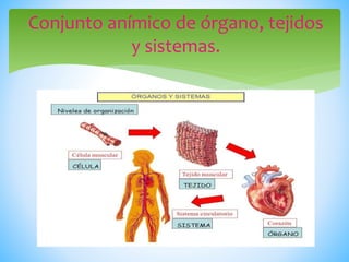 Organizacion interna de los seres vivos, celula, tejidos, organos y ...