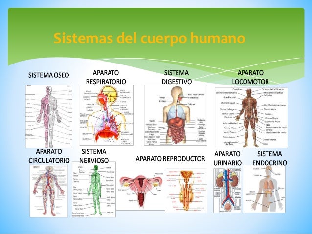 Organizacion interna de los seres vivos, celula, tejidos, organos y s… Organizacion interna de los seres vivos, celula, tejidos, organos y s…