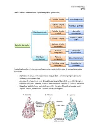 Organizacion tisular | PDF
