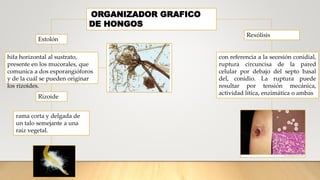 organizador grafico Micología M.pdf