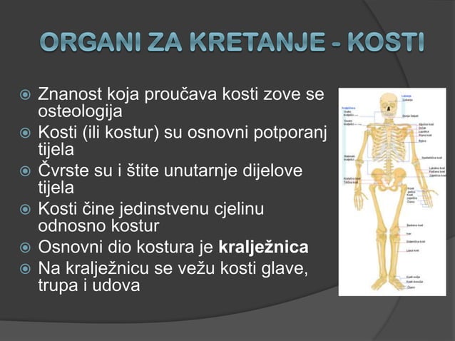 Organi za kretanje | PPTX