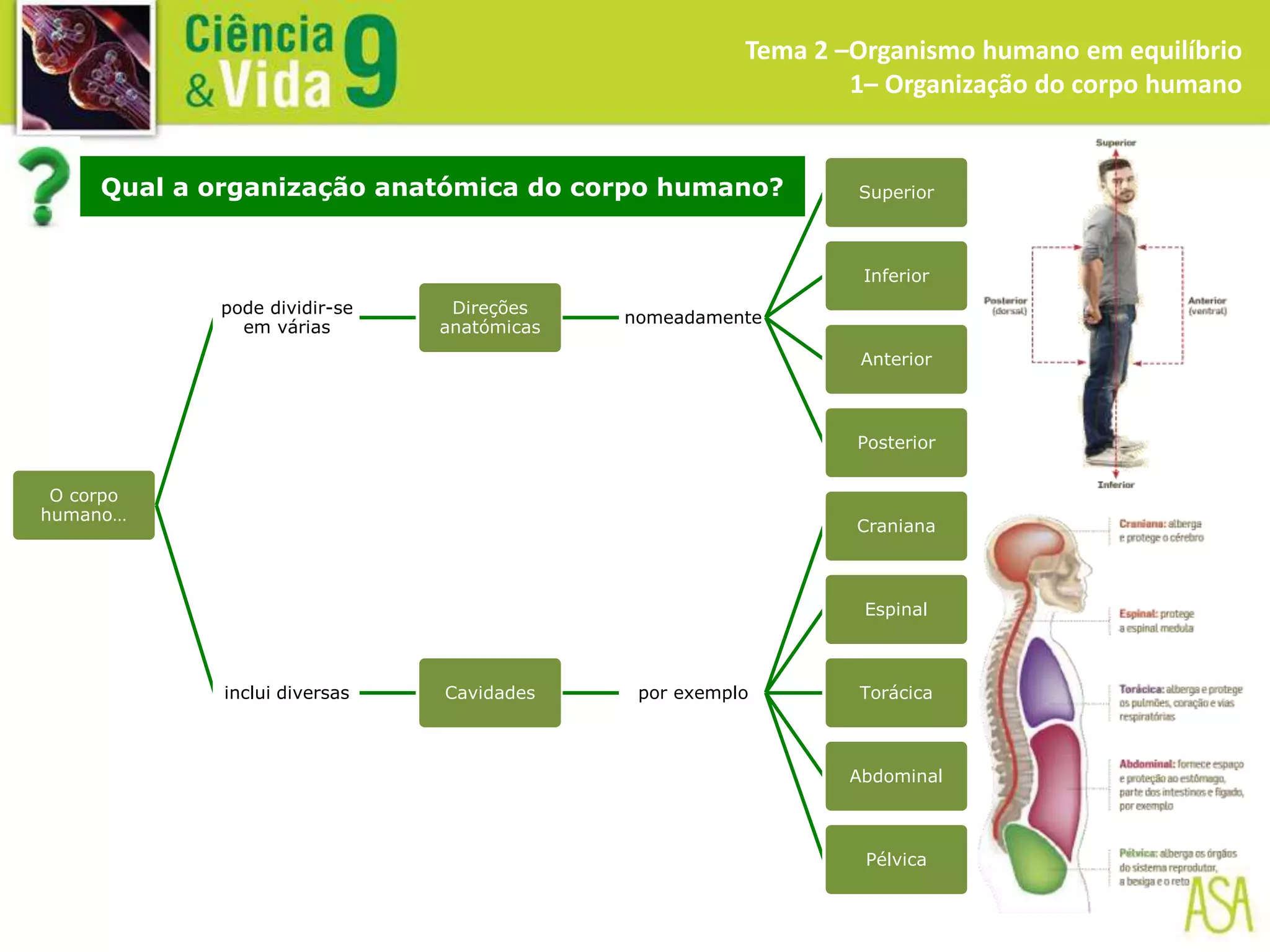 Organização do corpo humano.pptx