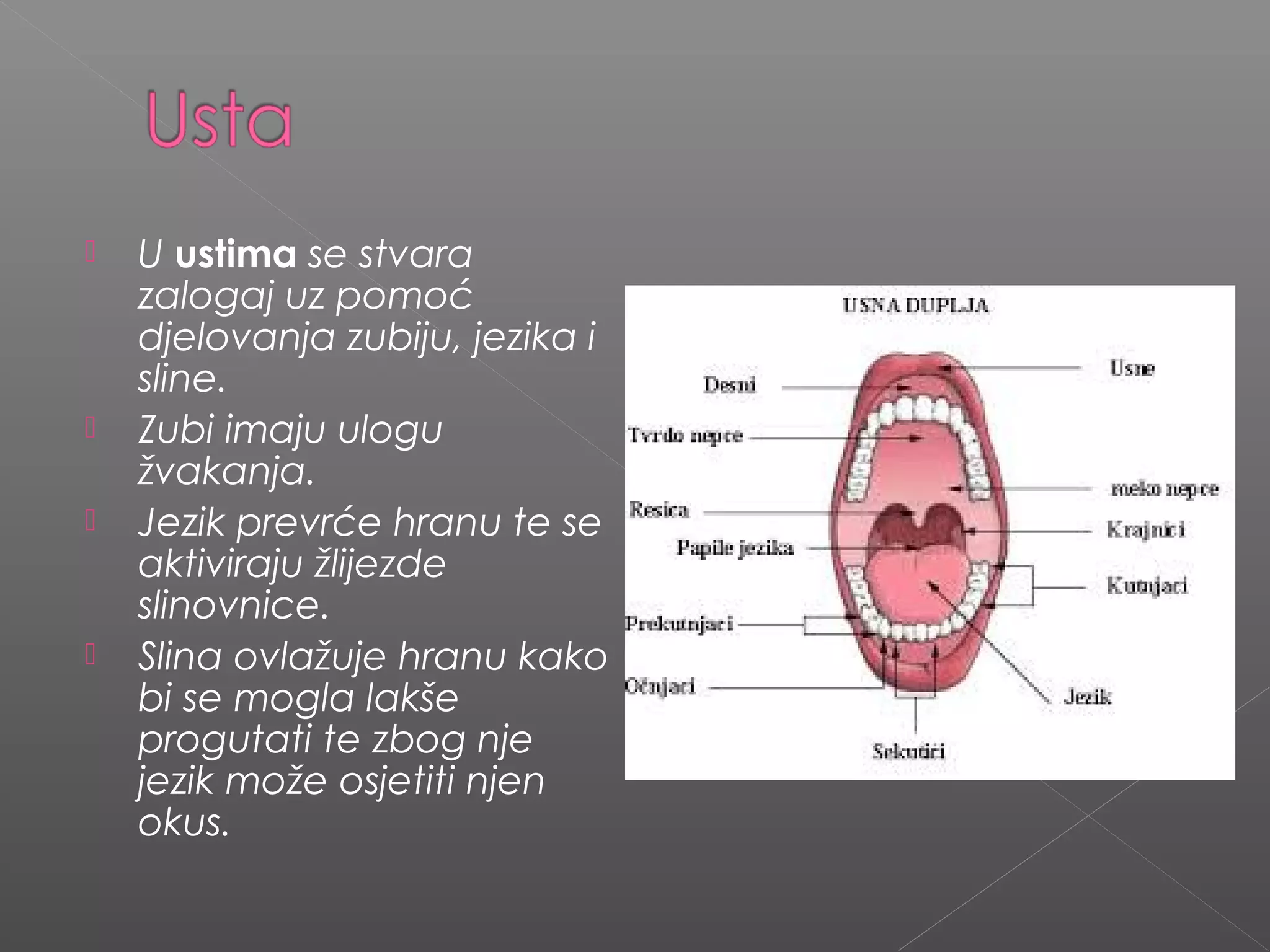 Organi za probavu | PPT