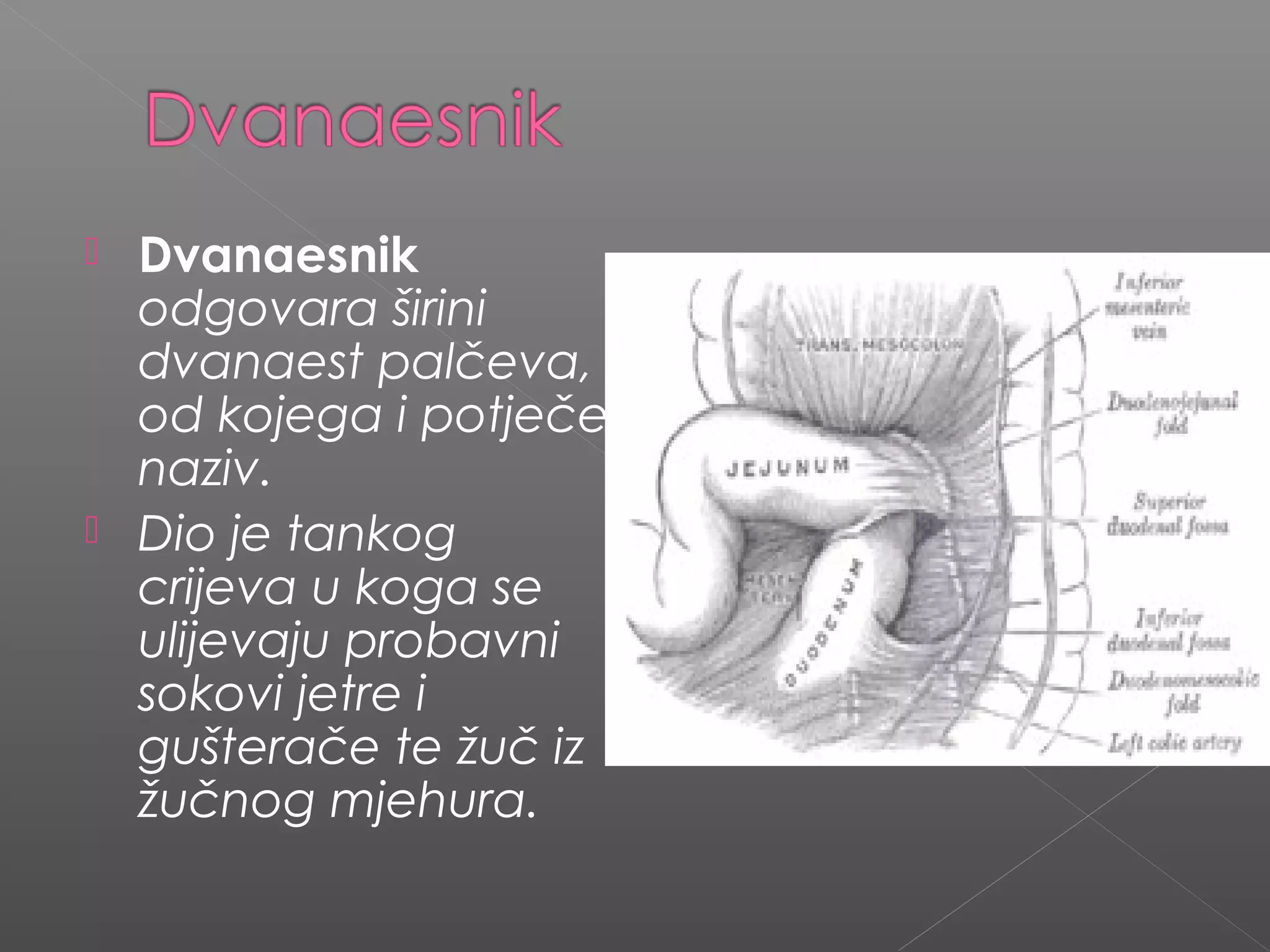 Organi za probavu | PPT