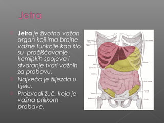 Organi za probavu | PPT