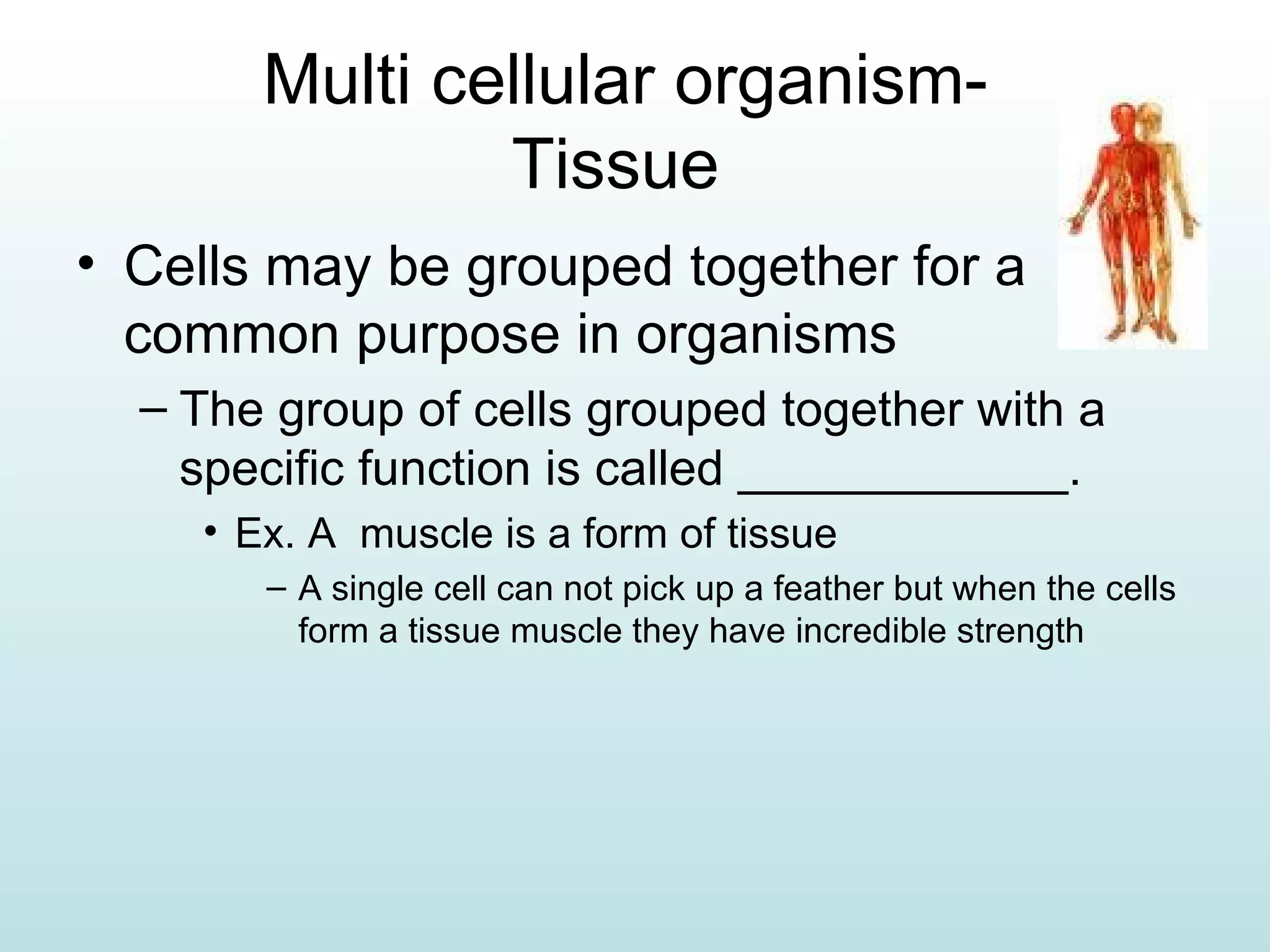 Organization | PPT | Biological Sciences | Science