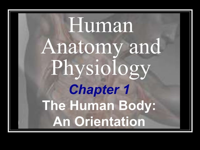 Organization of human body based on anatomy.ppt