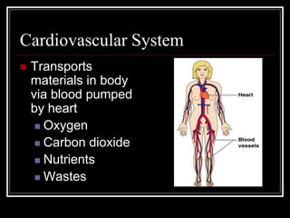 Organization of human body based on anatomy.ppt