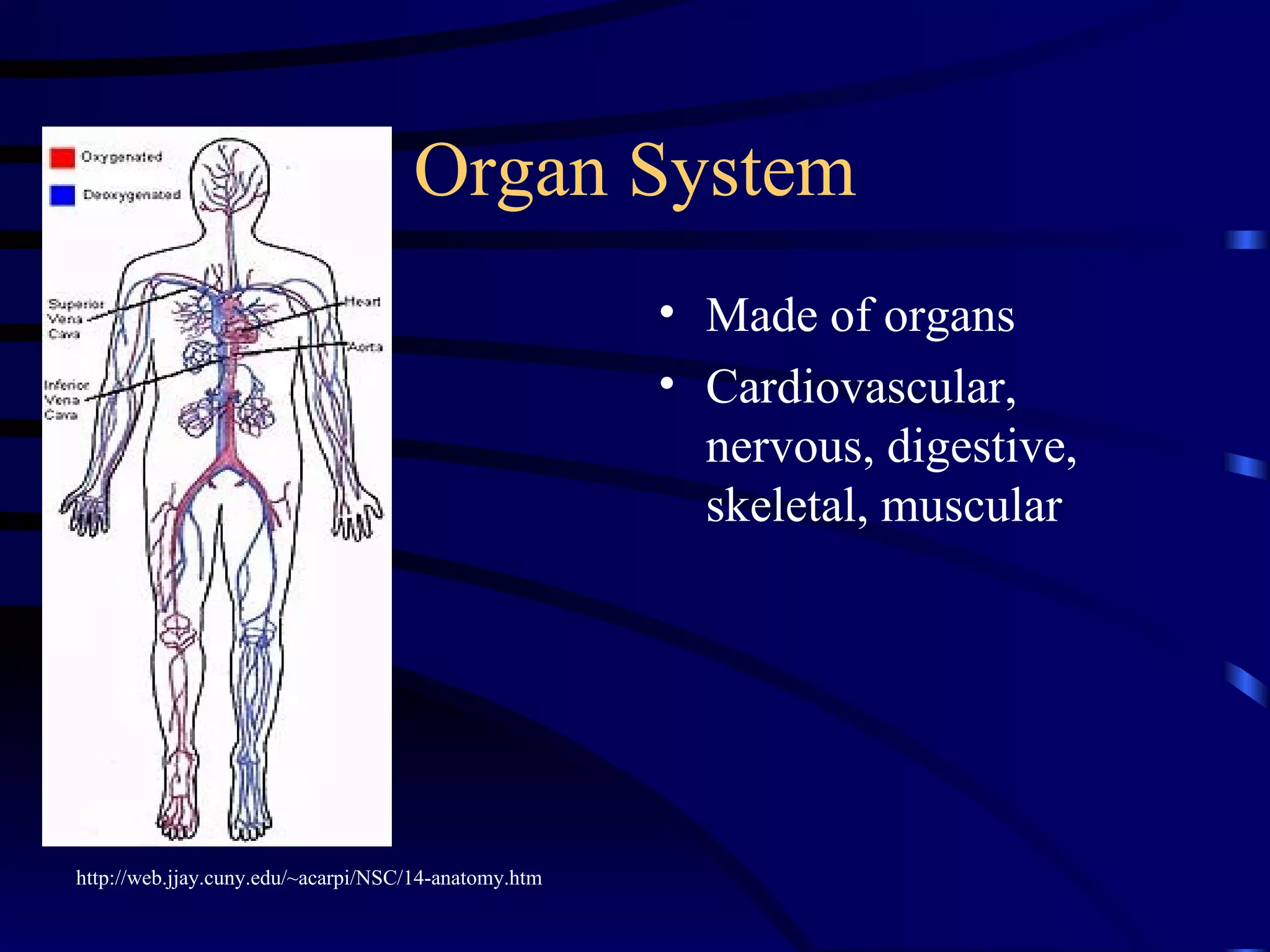 Organization Of Life | PPT