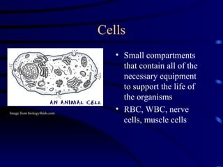 Organization Of Life | PPT
