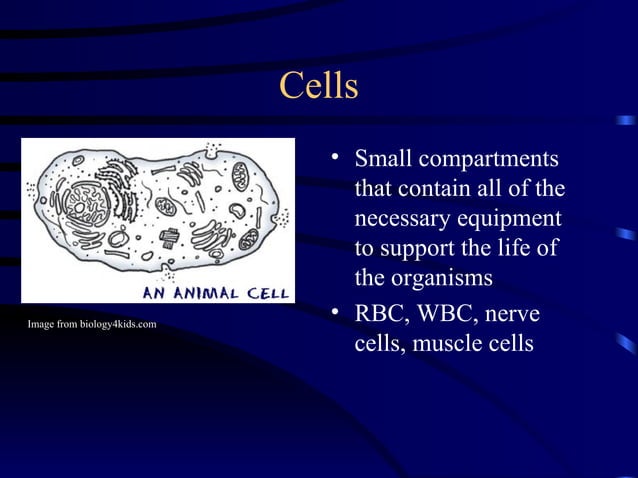 Organization Of Life | PPT
