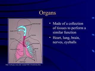 Organization Of Life | PPT