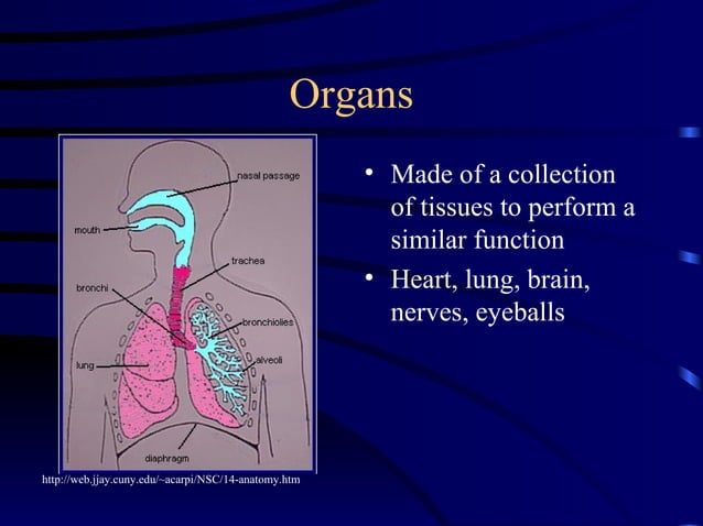 Organization Of Life | PPT