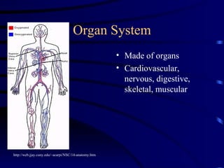 Organization Of Life | PPT
