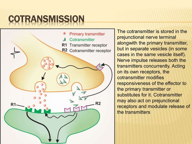 Organization and function of ans | PPTX | Brain and Nervous System Disorders | Diseases and ...