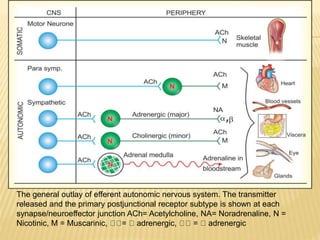 Organization and function of ans | PPTX