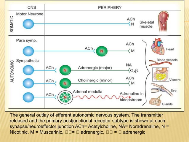Organization and function of ans | PPTX | Brain and Nervous System Disorders | Diseases and ...