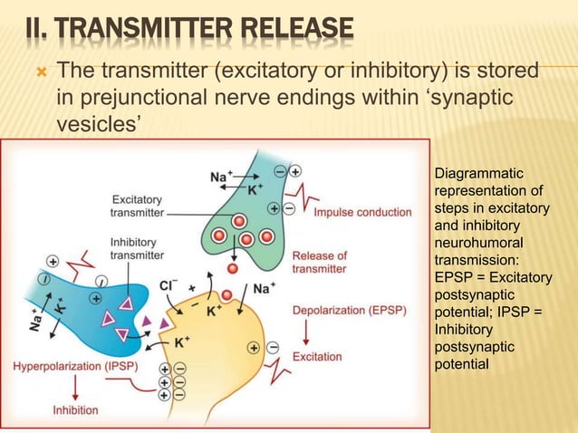 Organization and function of ans | PPTX | Brain and Nervous System Disorders | Diseases and ...