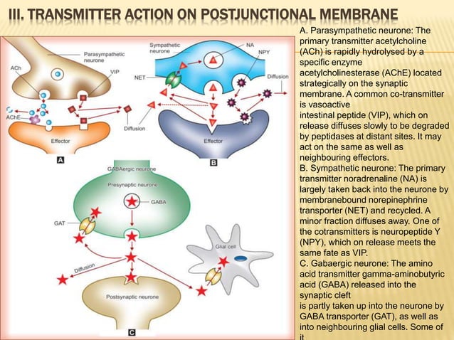 Organization and function of ans | PPTX | Brain and Nervous System ...
