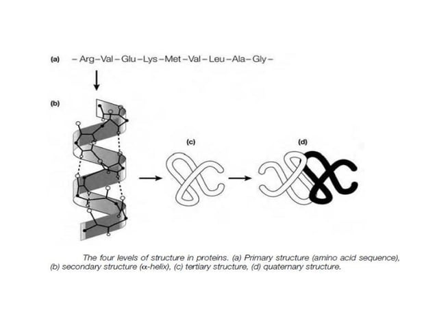 Organization Level (Protein Structure)1 (1) (2).pptx