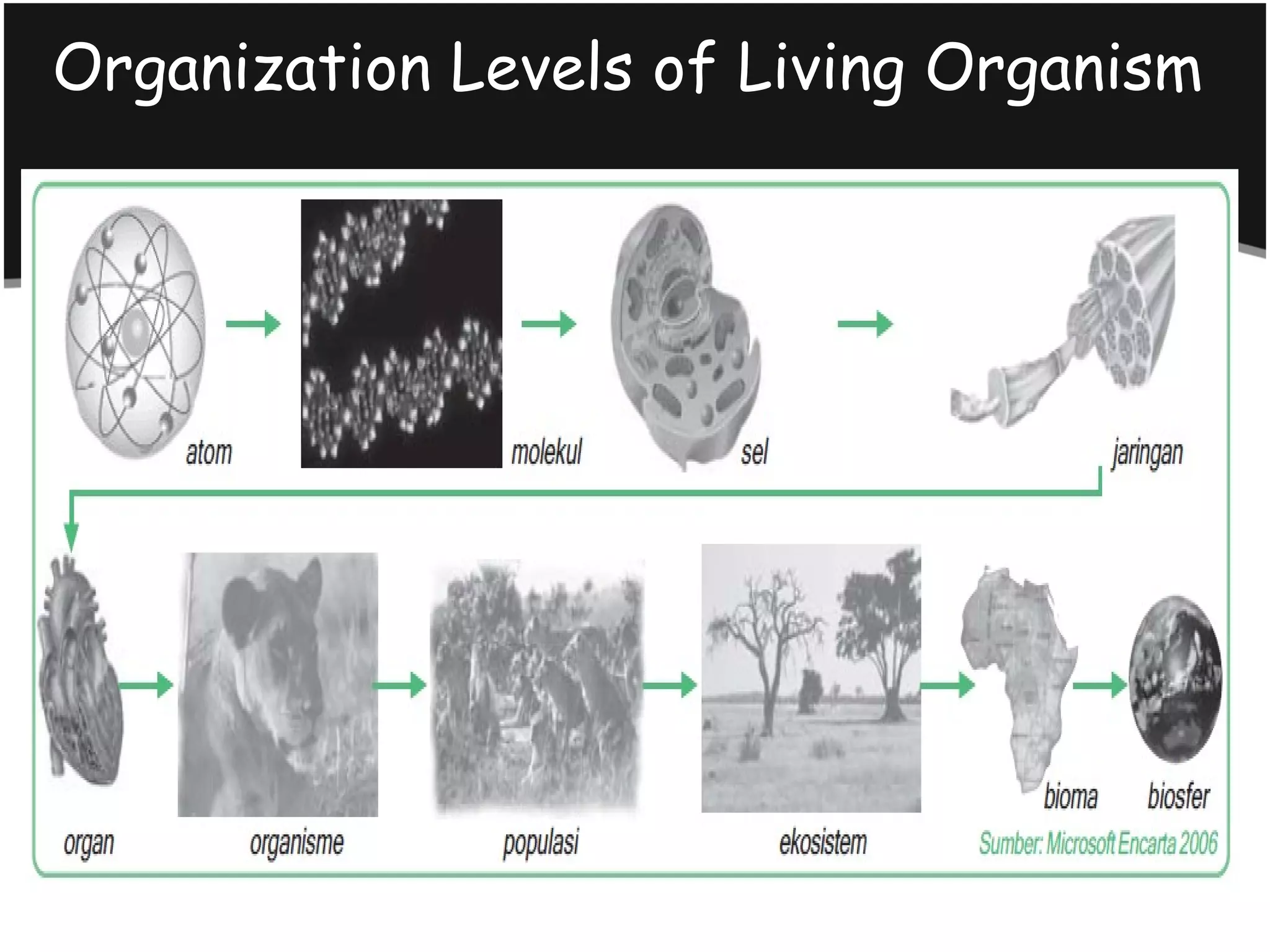 Organization levels of living organism | PPT