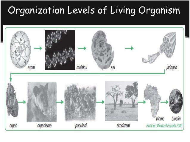Organization levels of living organism