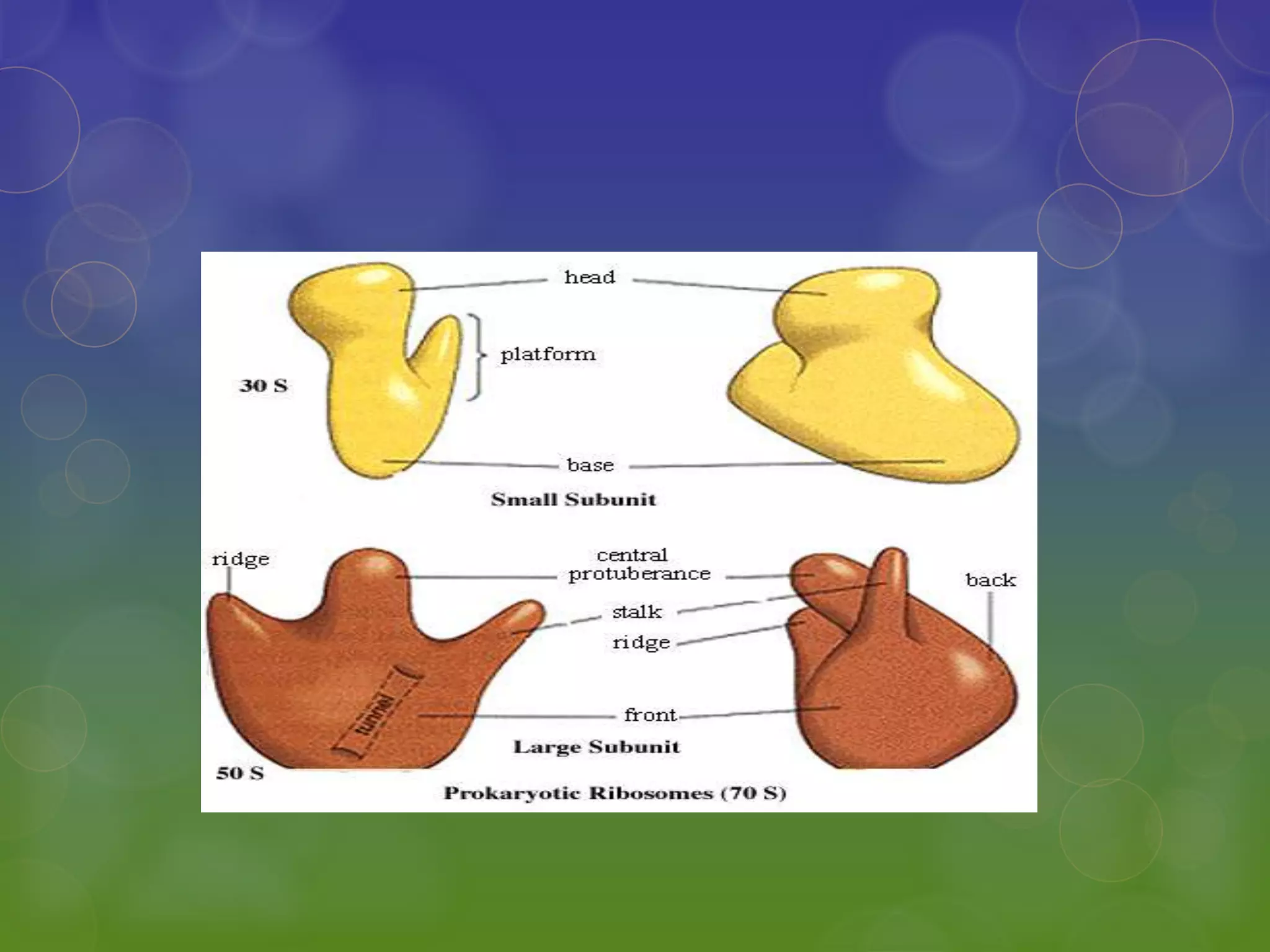 Organization macromolecule complex | PPTX