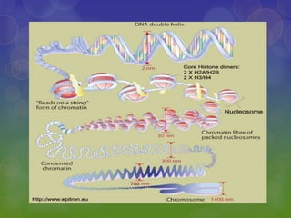 Organization macromolecule complex | PPTX