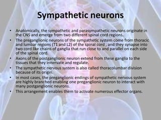 Organization of ans | PPTX
