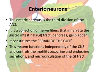 Organization of ans | PPTX