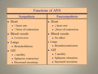 Organization of ans | PPTX