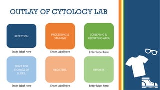 Organization of the Cytology Laboratory Explained | PPT