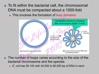 Organization of eukaryotic chromosome.pdf