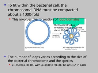 Organization of eukaryotic chromosome.pptx
