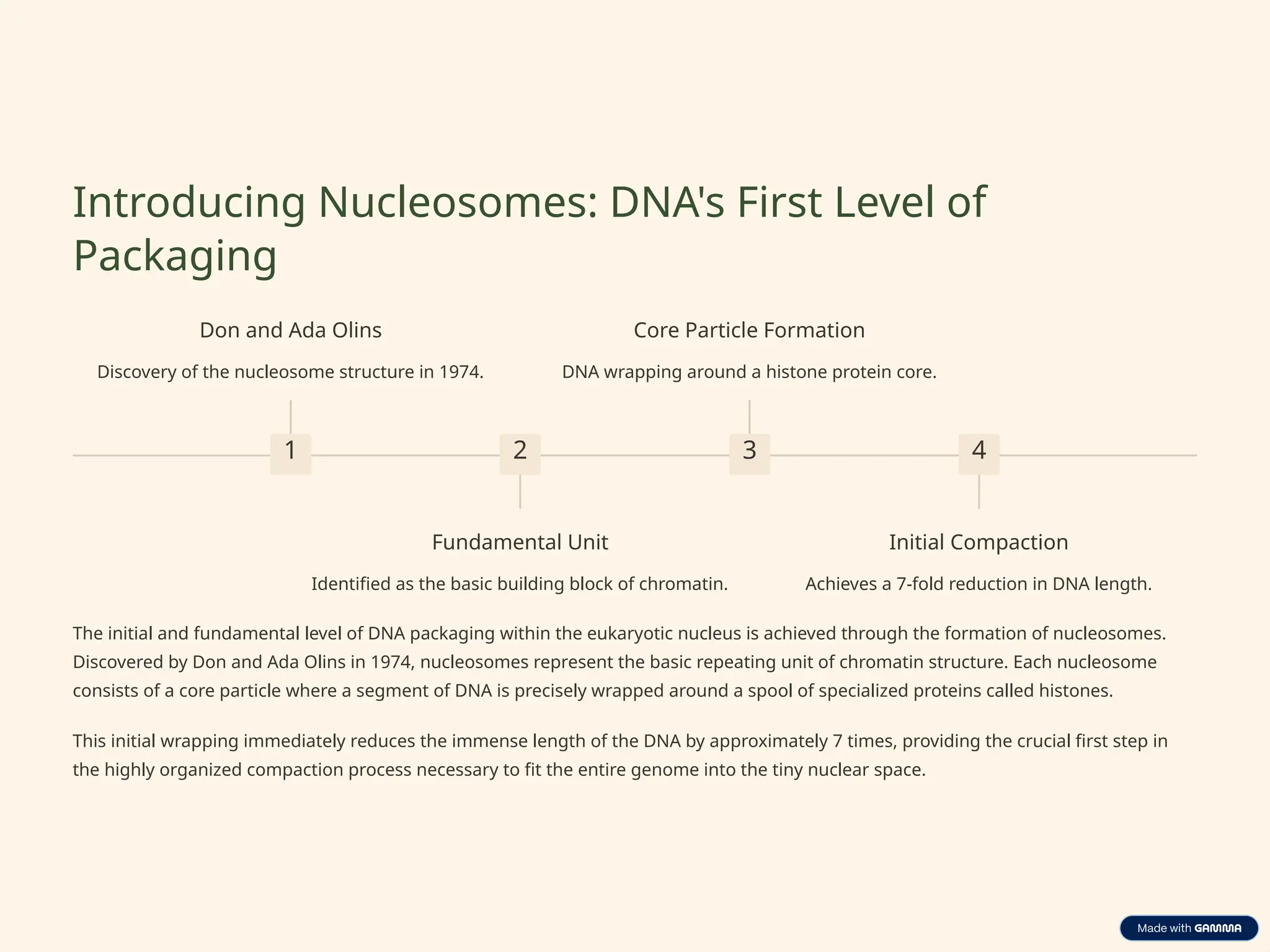 Organization of eukaryotic Nucleus, Nucleosomes.pptx