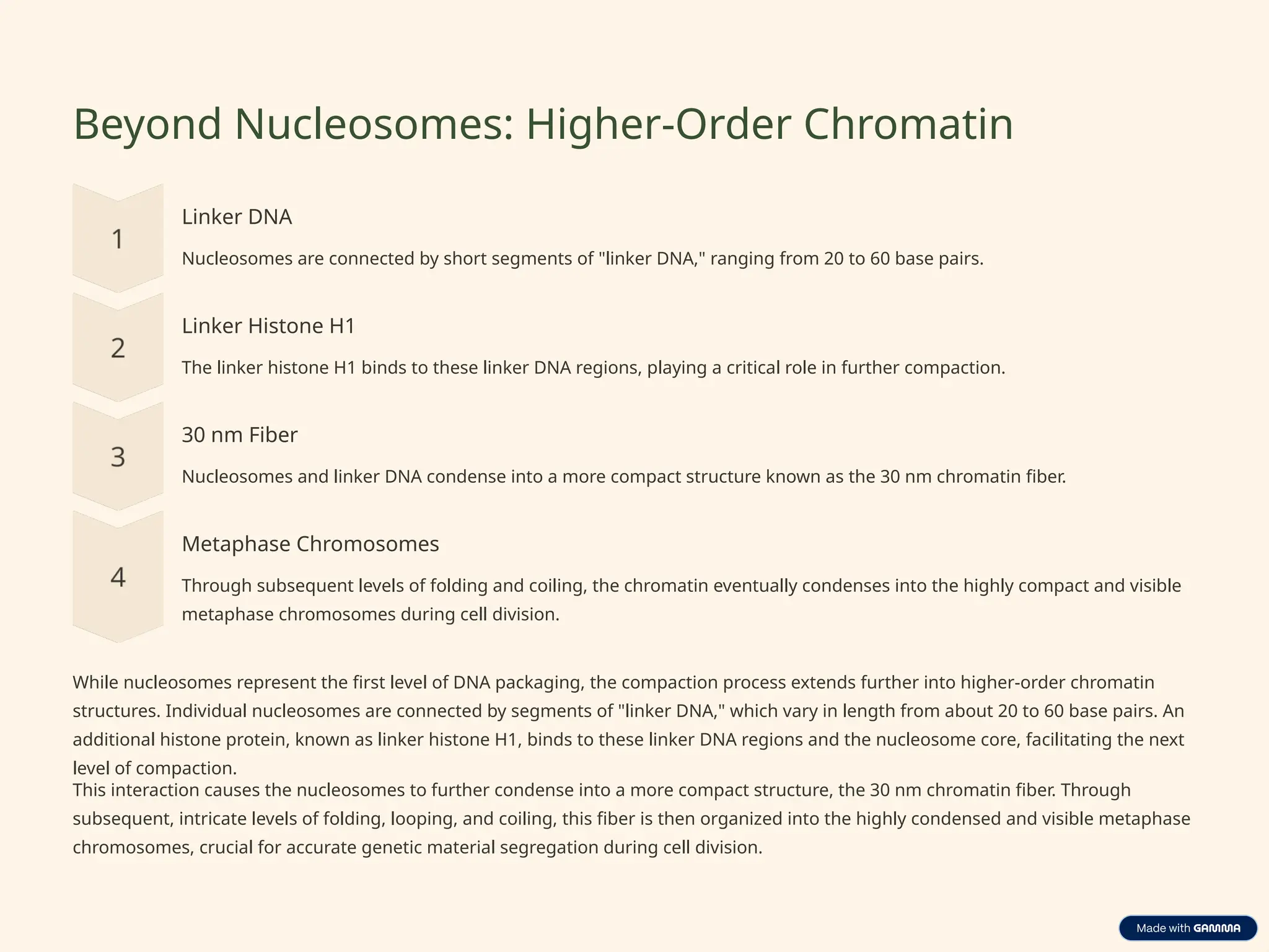 Organization of eukaryotic Nucleus, Nucleosomes.pptx