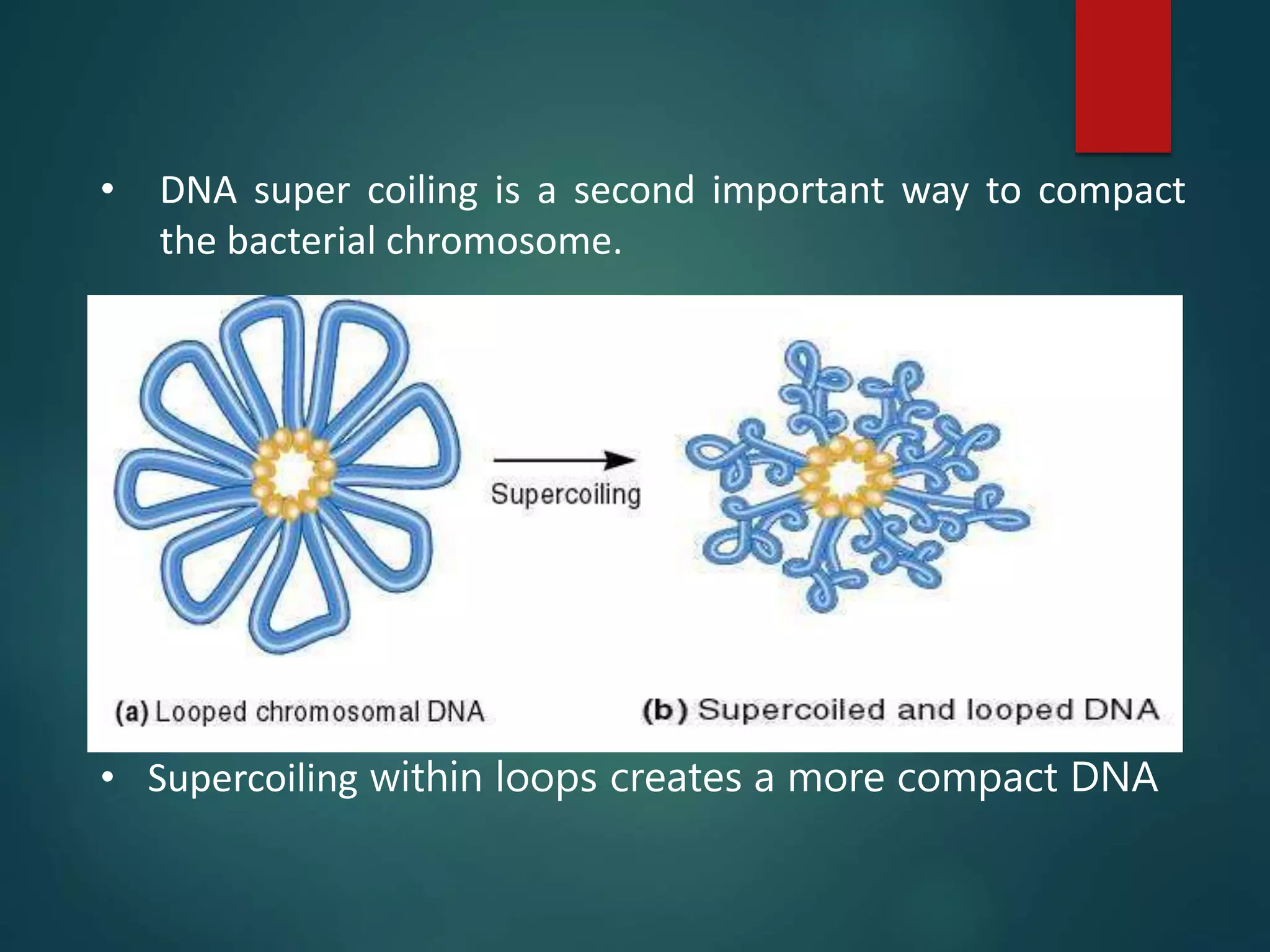 Organization of genetic material on chromosome | PPTX