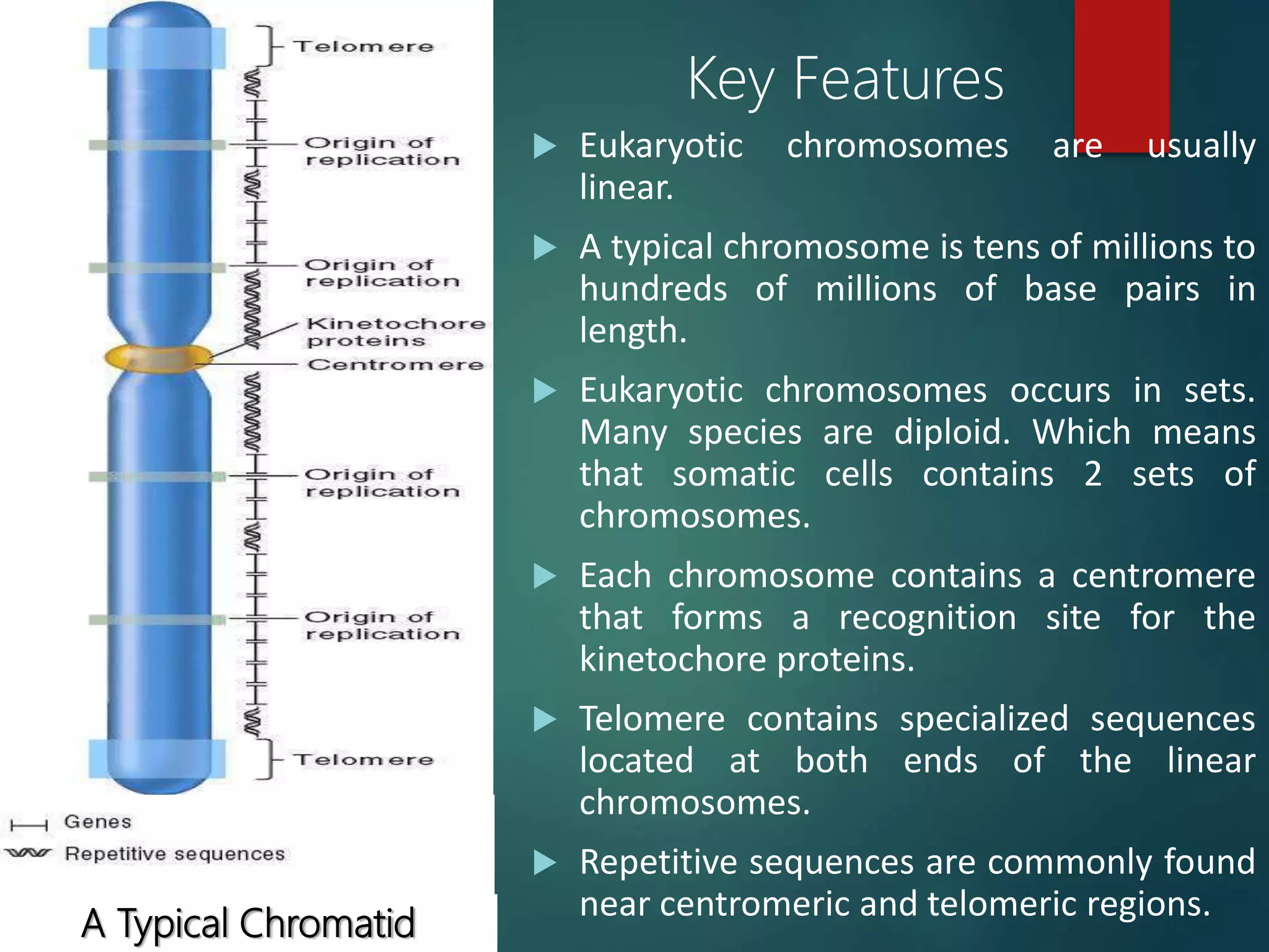 Organization of genetic material on chromosome | PPTX