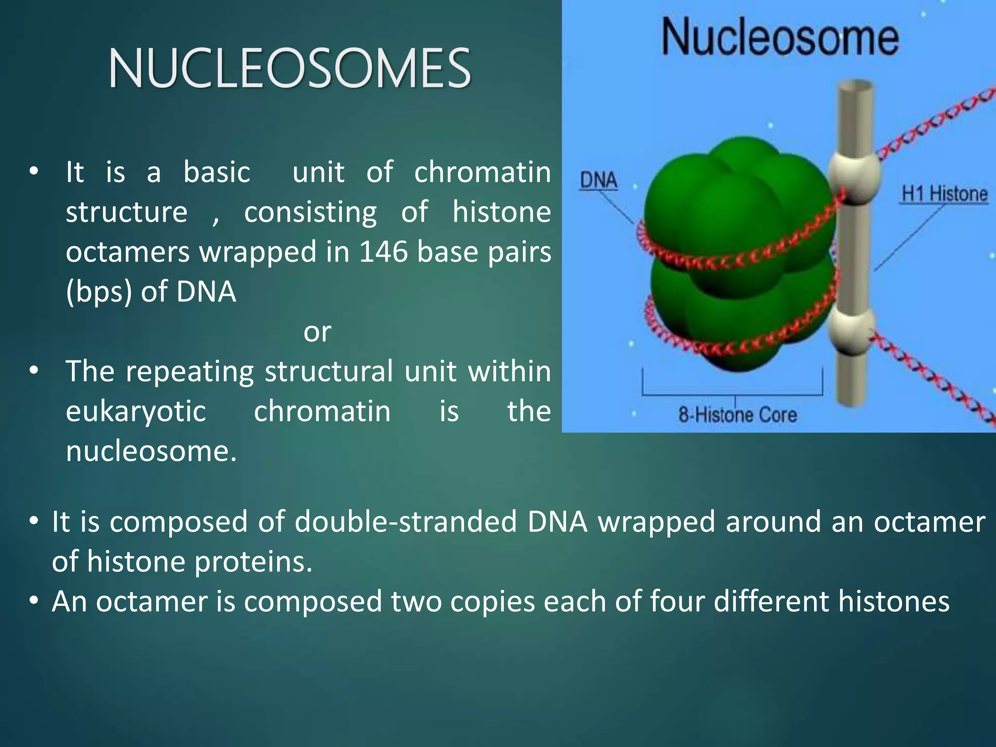 Organization of genetic material on chromosome | PPTX
