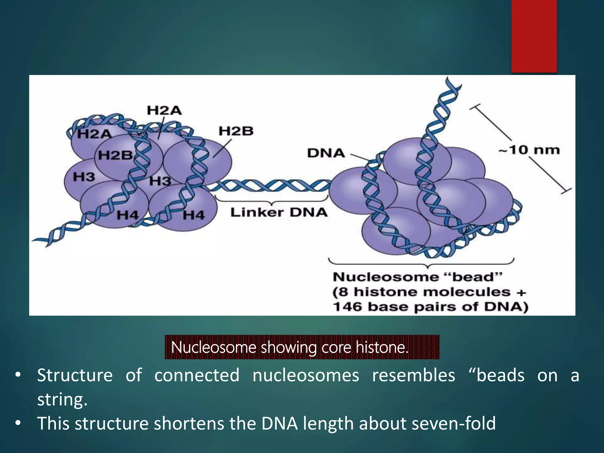 Organization of genetic material on chromosome | PPTX