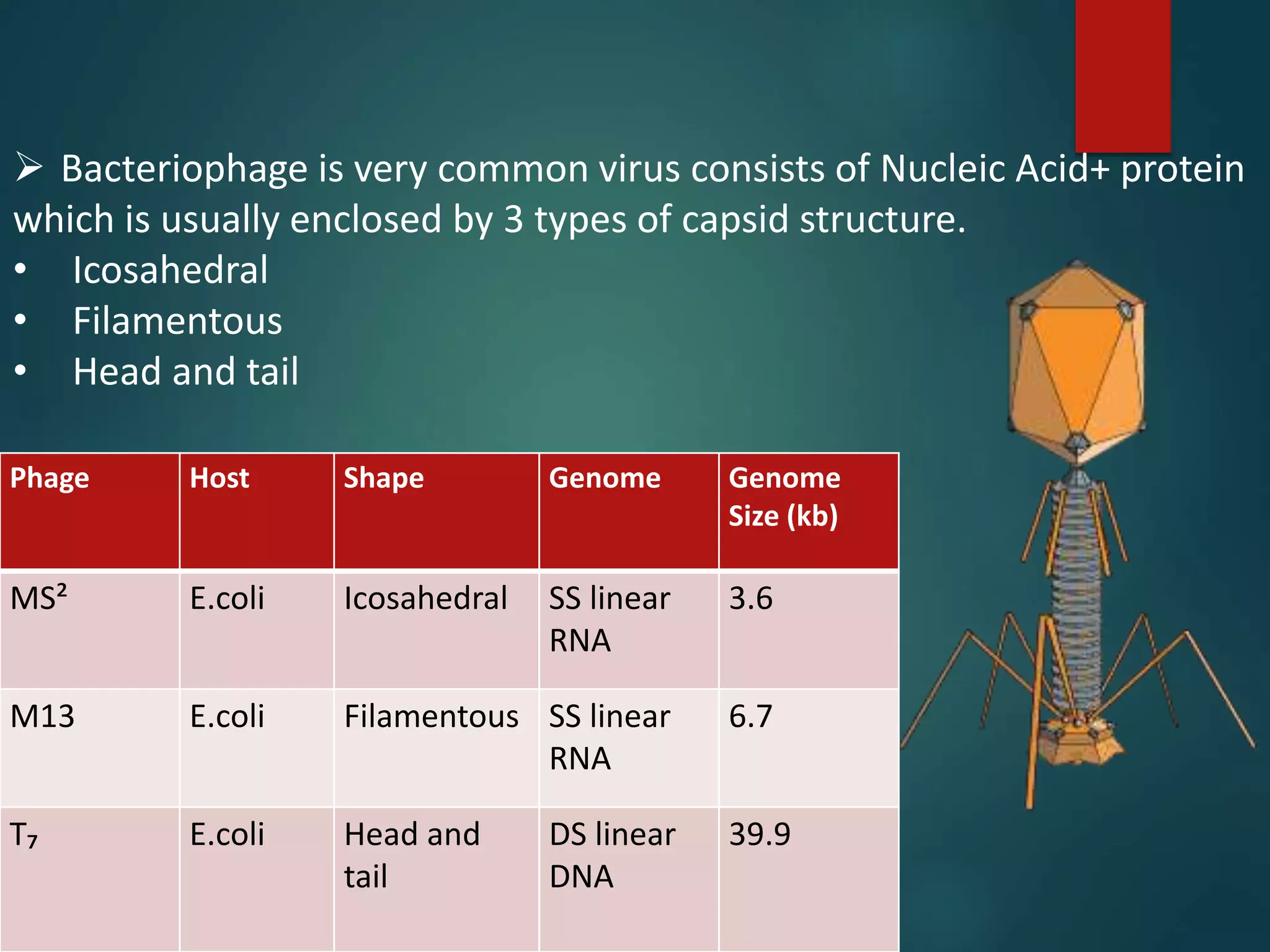Organization of genetic material on chromosome | PPTX