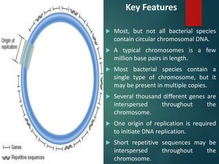 Organization of genetic material on chromosome | PPTX