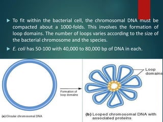 Organization of genetic material on chromosome | PPTX