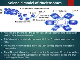 Organization of genetic material on chromosome | PPTX