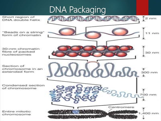 Organization of genetic material on chromosome | PPTX
